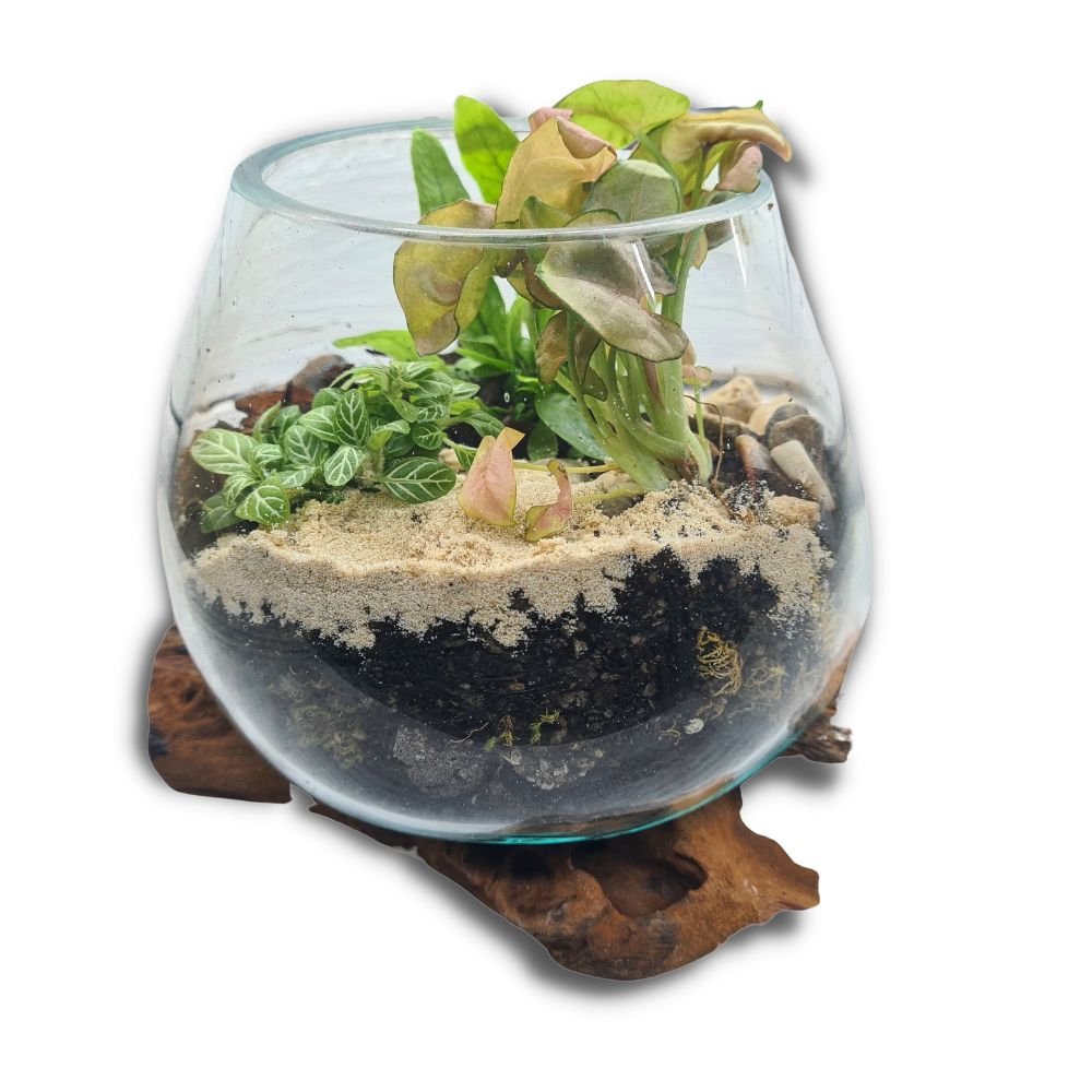 Open Top DIY Terrarium Kits | Open Terrarium Plants For Sale – Flower ...