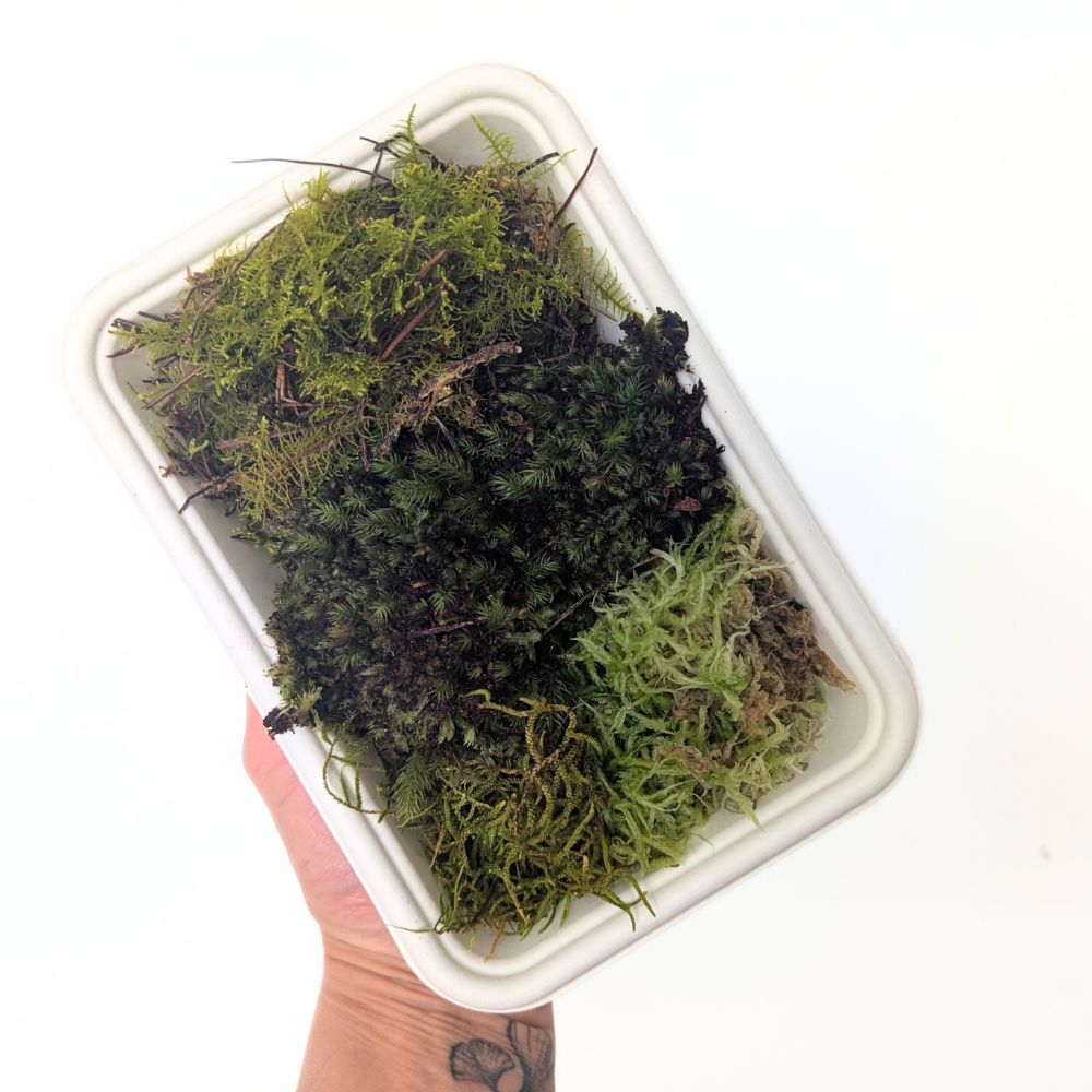 Live Moss Multi Pack - Sustainably Harvested - 3-4 Varieties – Flower ...
