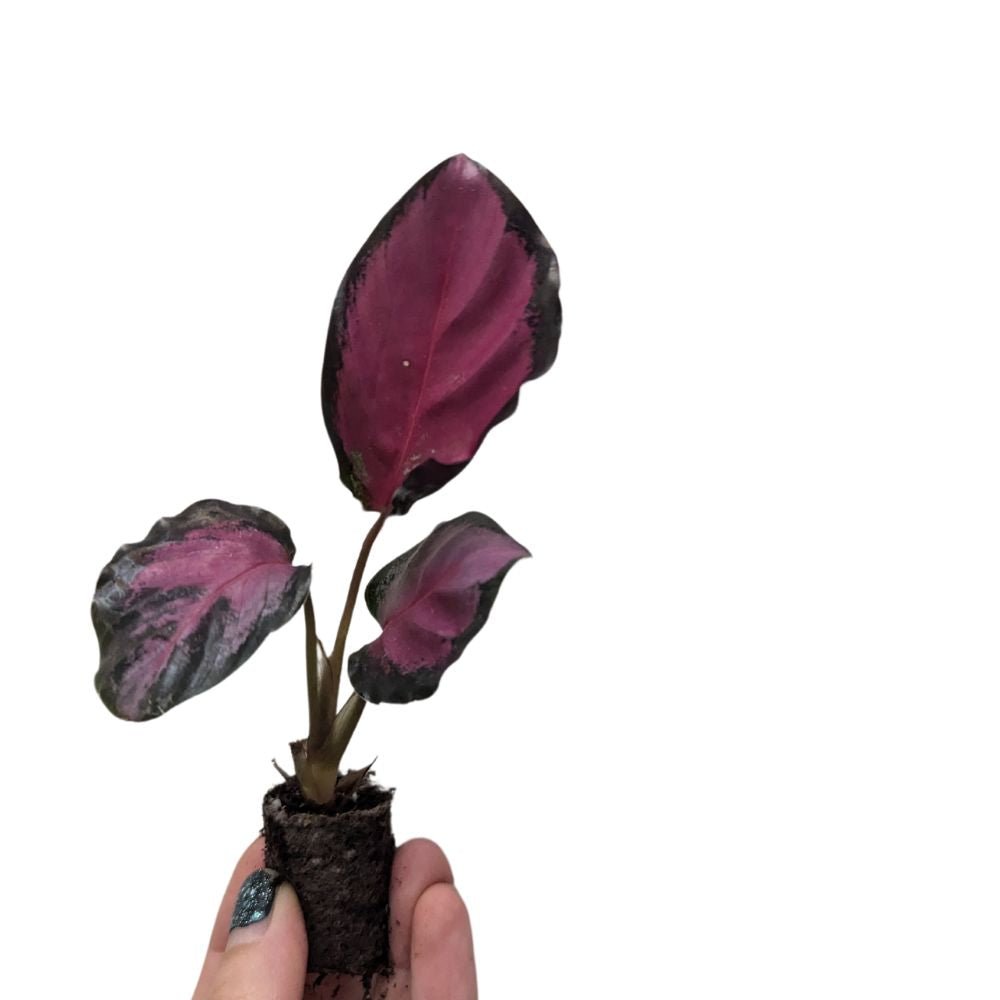 Calathea 'Purple Rose' – Flower and Twig Nursery