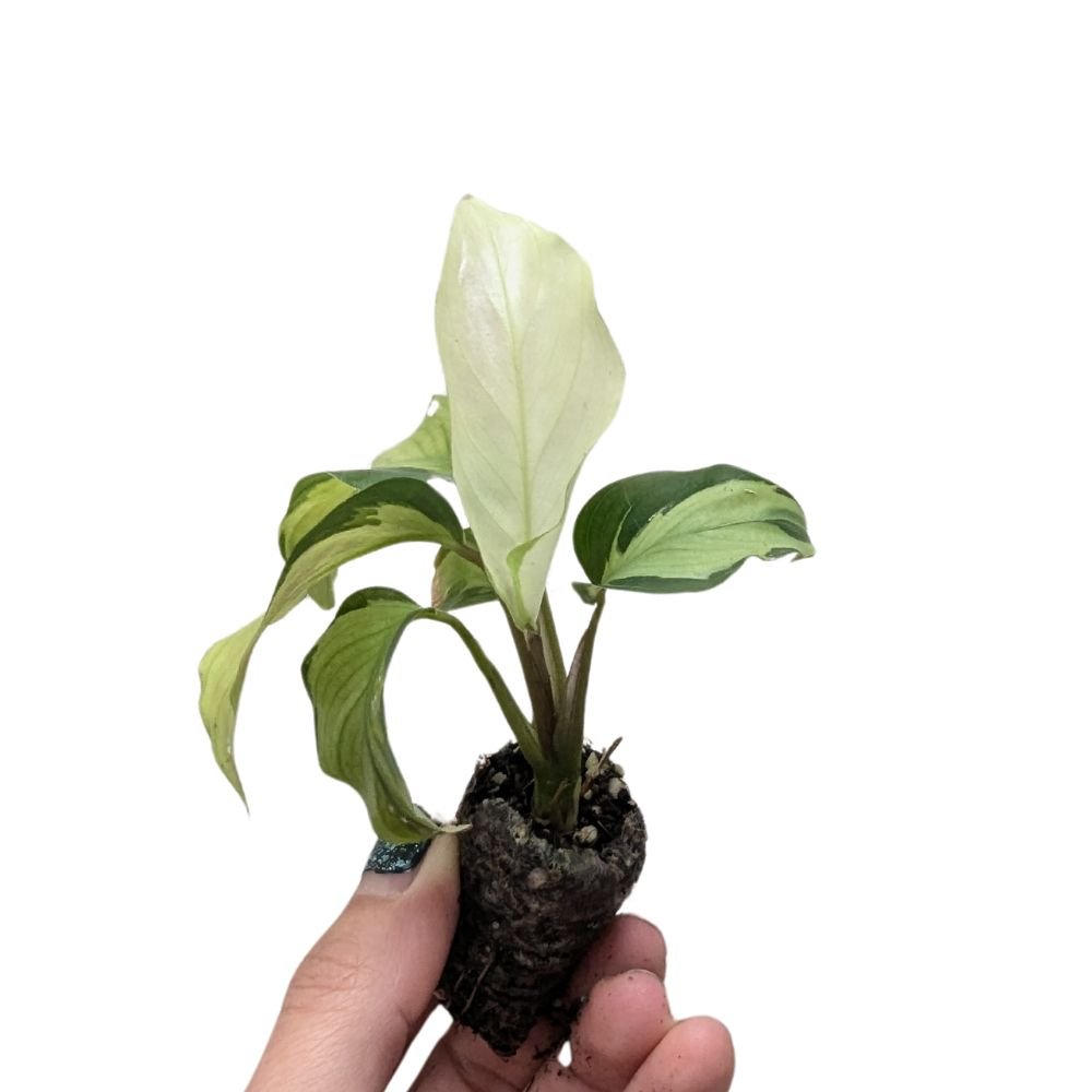 Calathea 'Yellow Fusion' – Flower and Twig Nursery