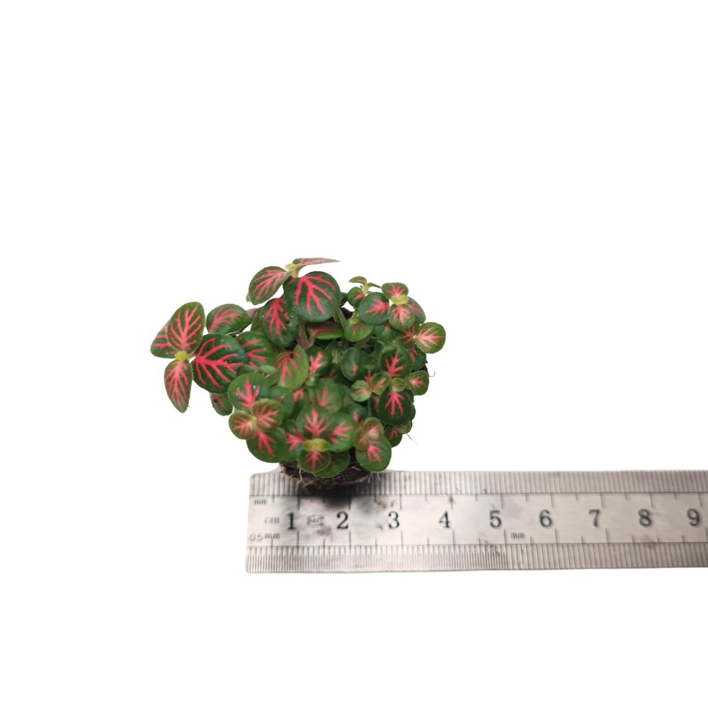 Fittonia 'Flammule' – Flower and Twig Nursery