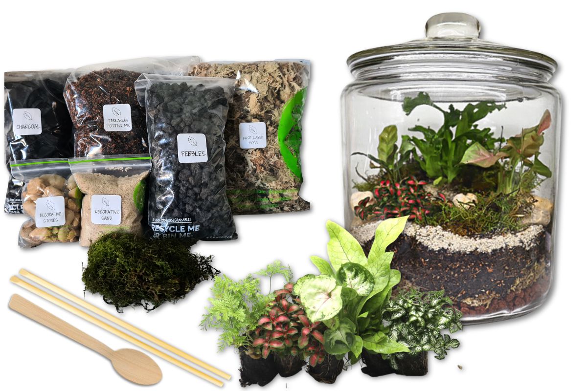 Large Forest Jar DIY Terrarium Kit – Flower and Twig Nursery