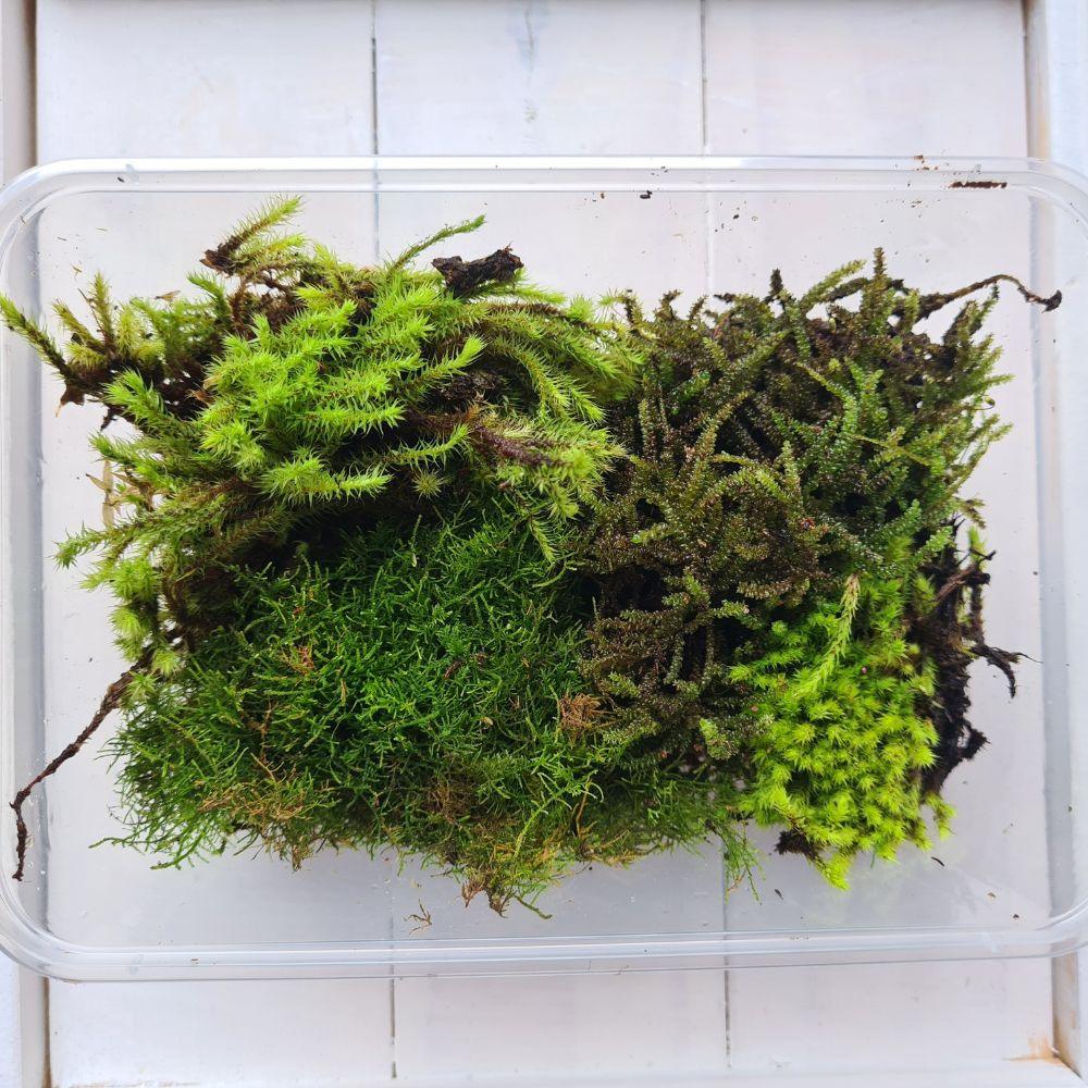 Live Moss Multi Pack - Sustainably Harvested - 3-4 Varieties