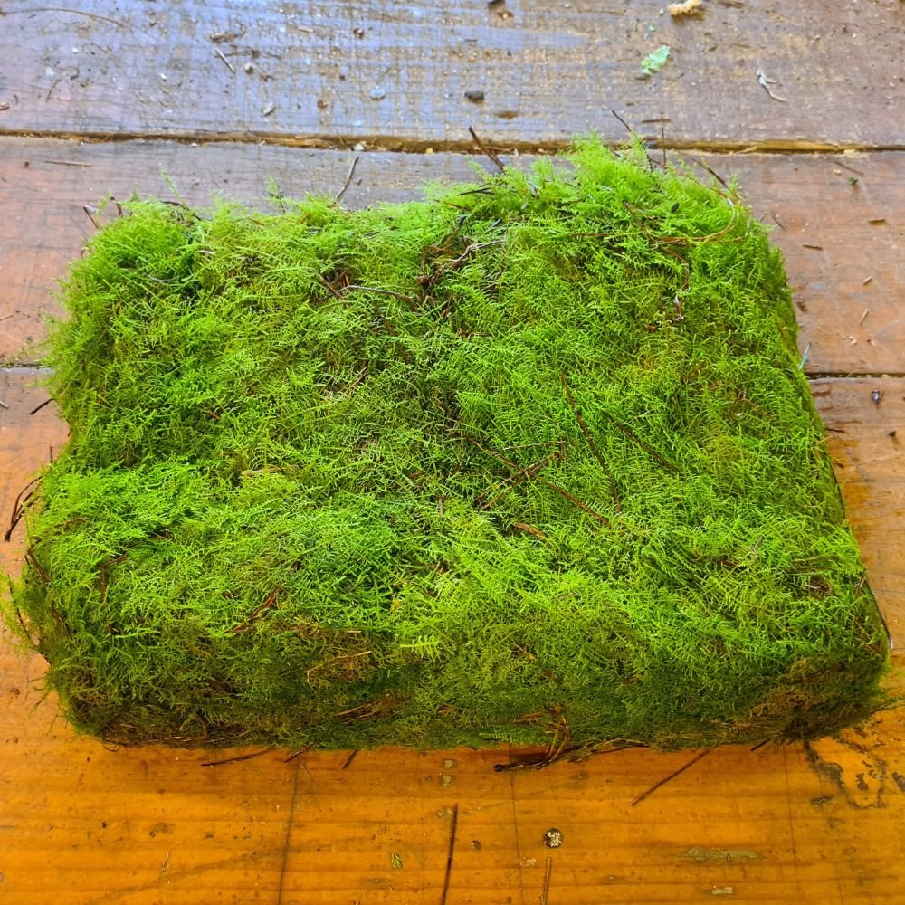 Mega Live Moss Bag – Flower and Twig Nursery