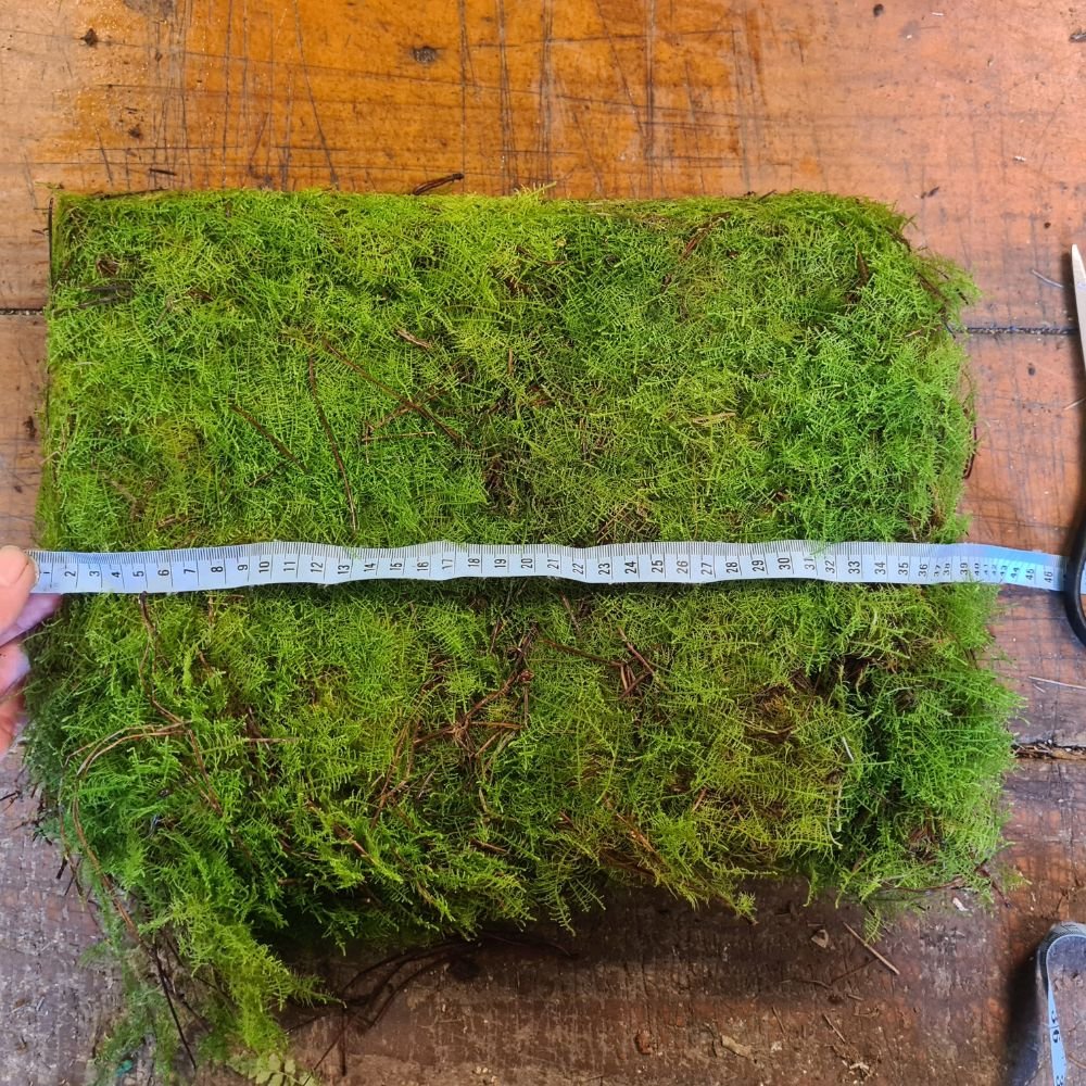 Mega Live Moss Bag – Flower and Twig Nursery