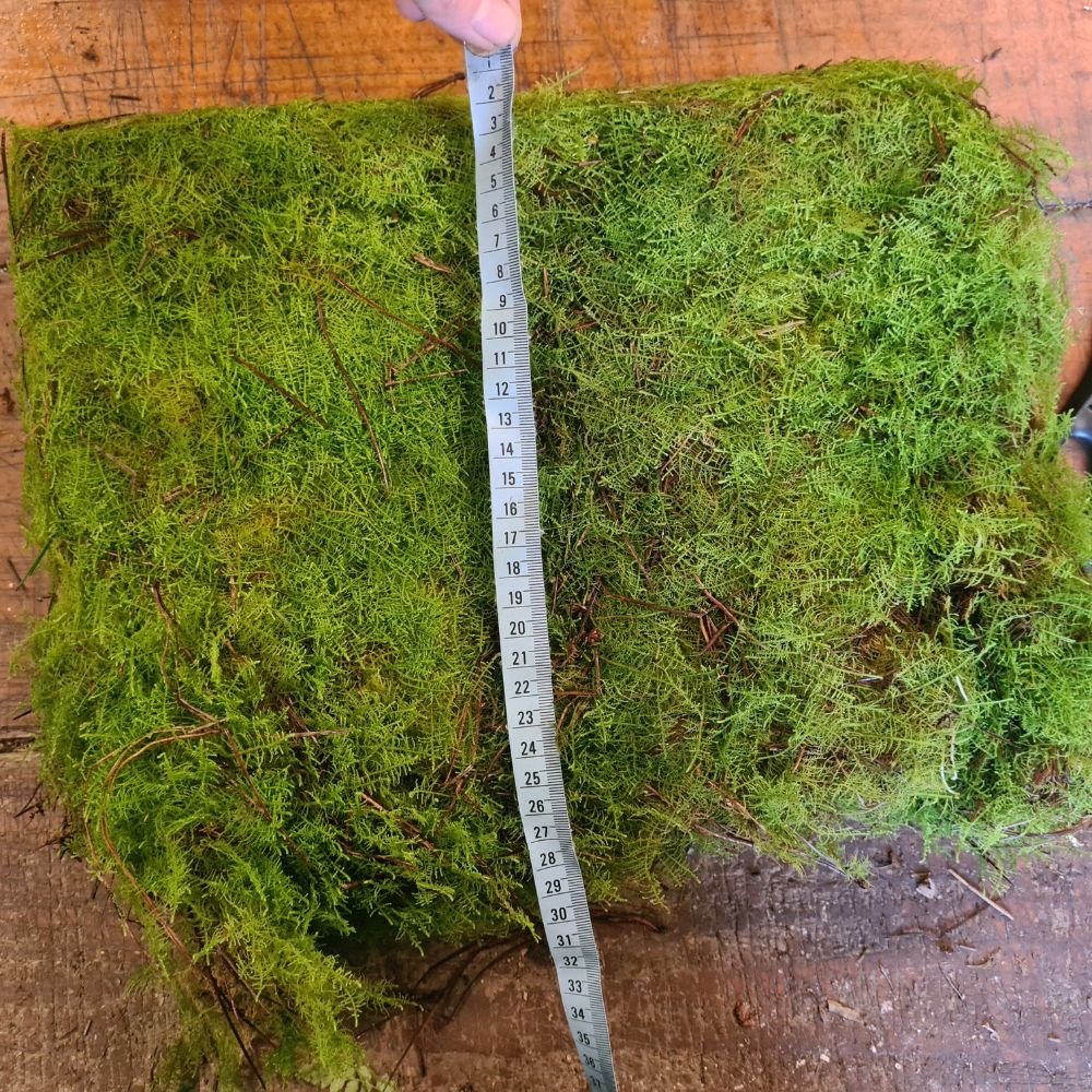 Mega Live Moss Bag – Flower and Twig Nursery