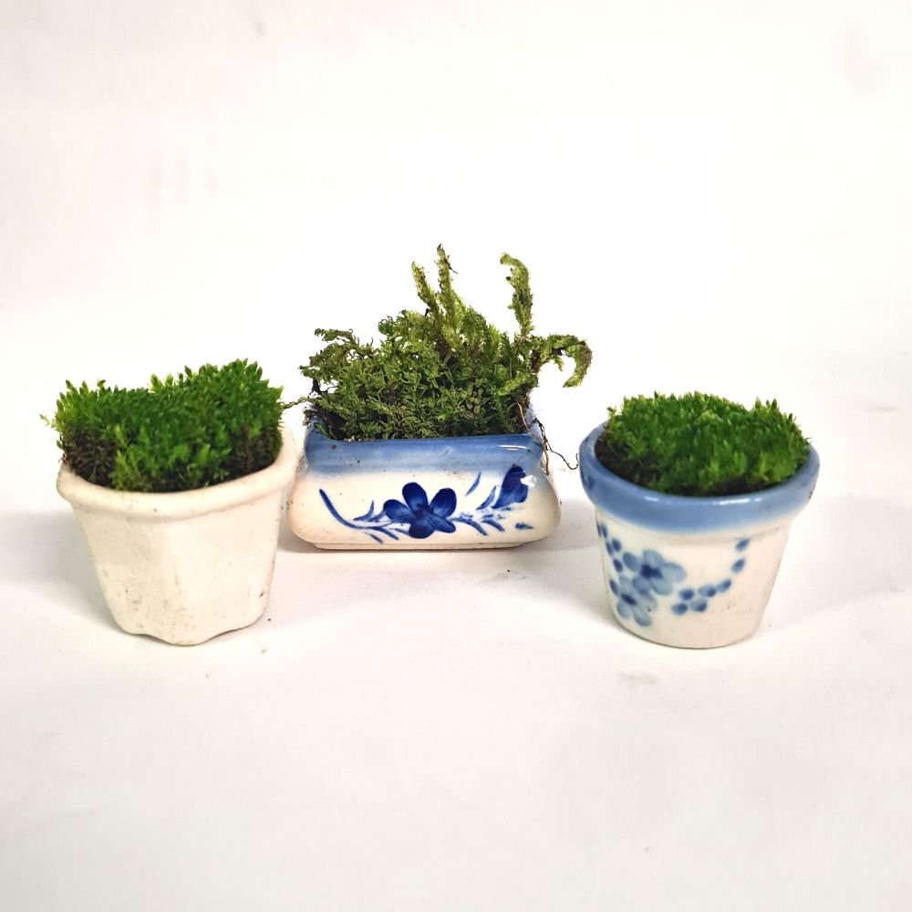 Mini Moss Pot Trio – Flower and Twig Nursery