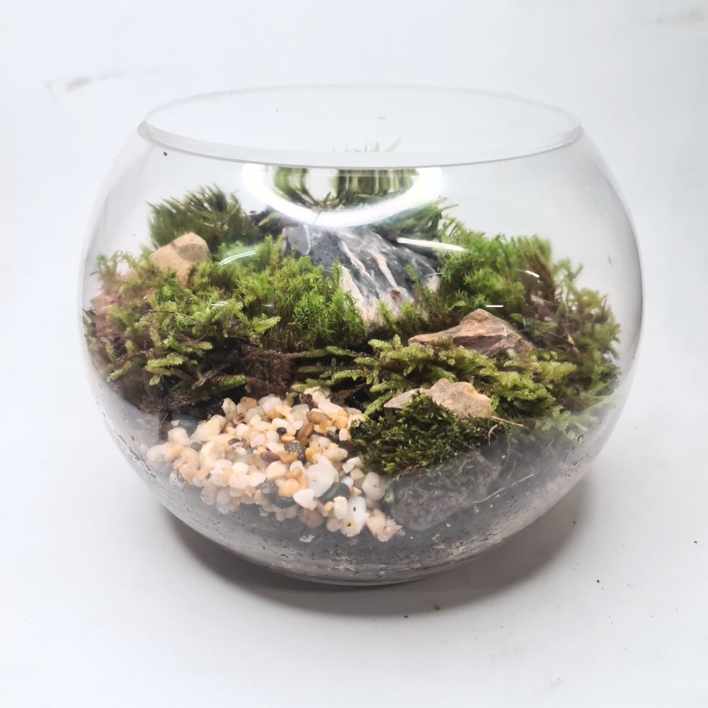 Moss Garden DIY Kit – Flower and Twig Nursery