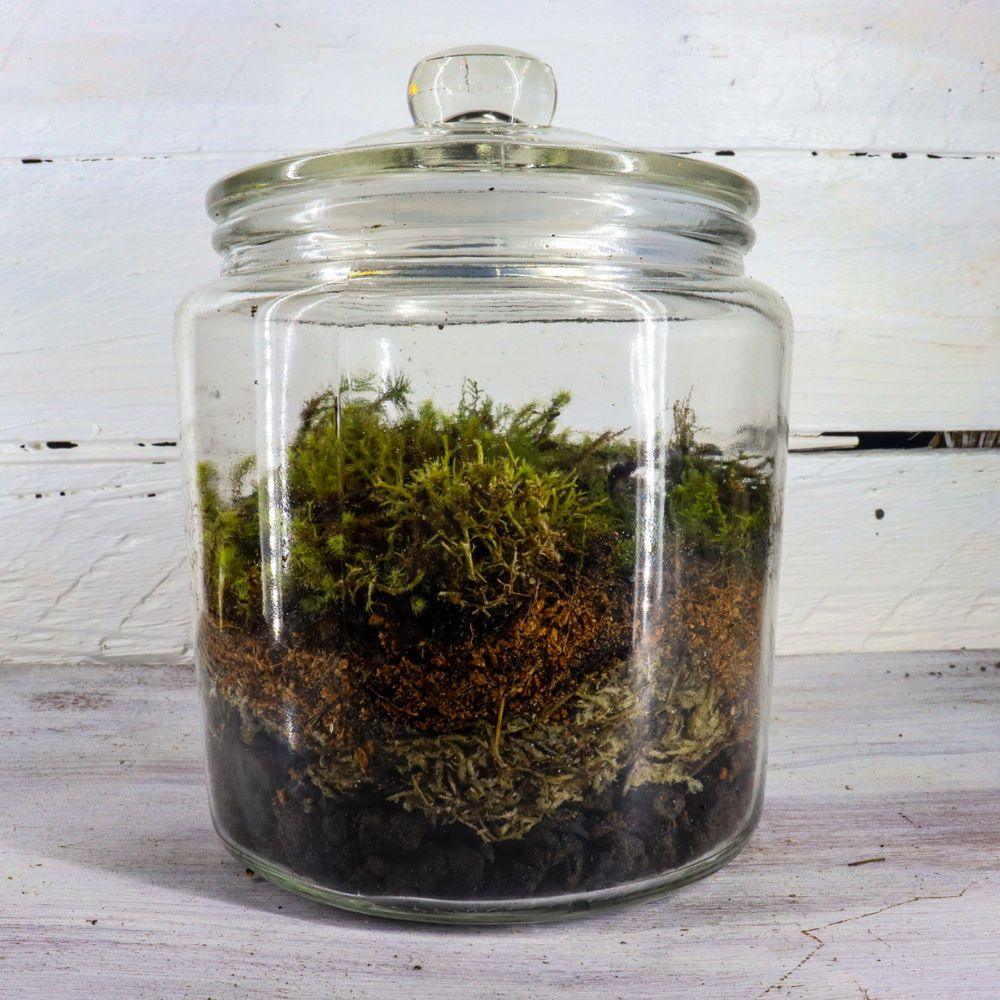 Mossarium DIY Terrarium Kit – Flower and Twig Nursery