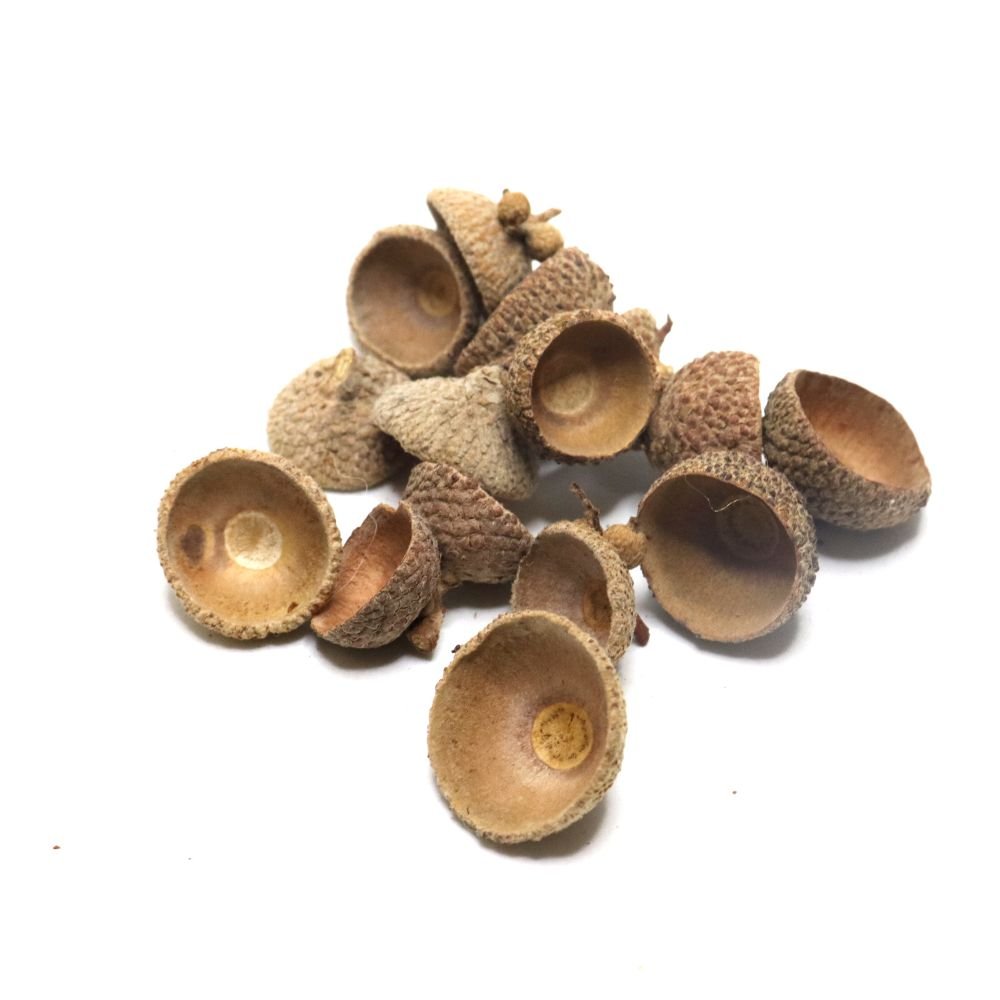Natural Acorn Tops – Flower and Twig Nursery