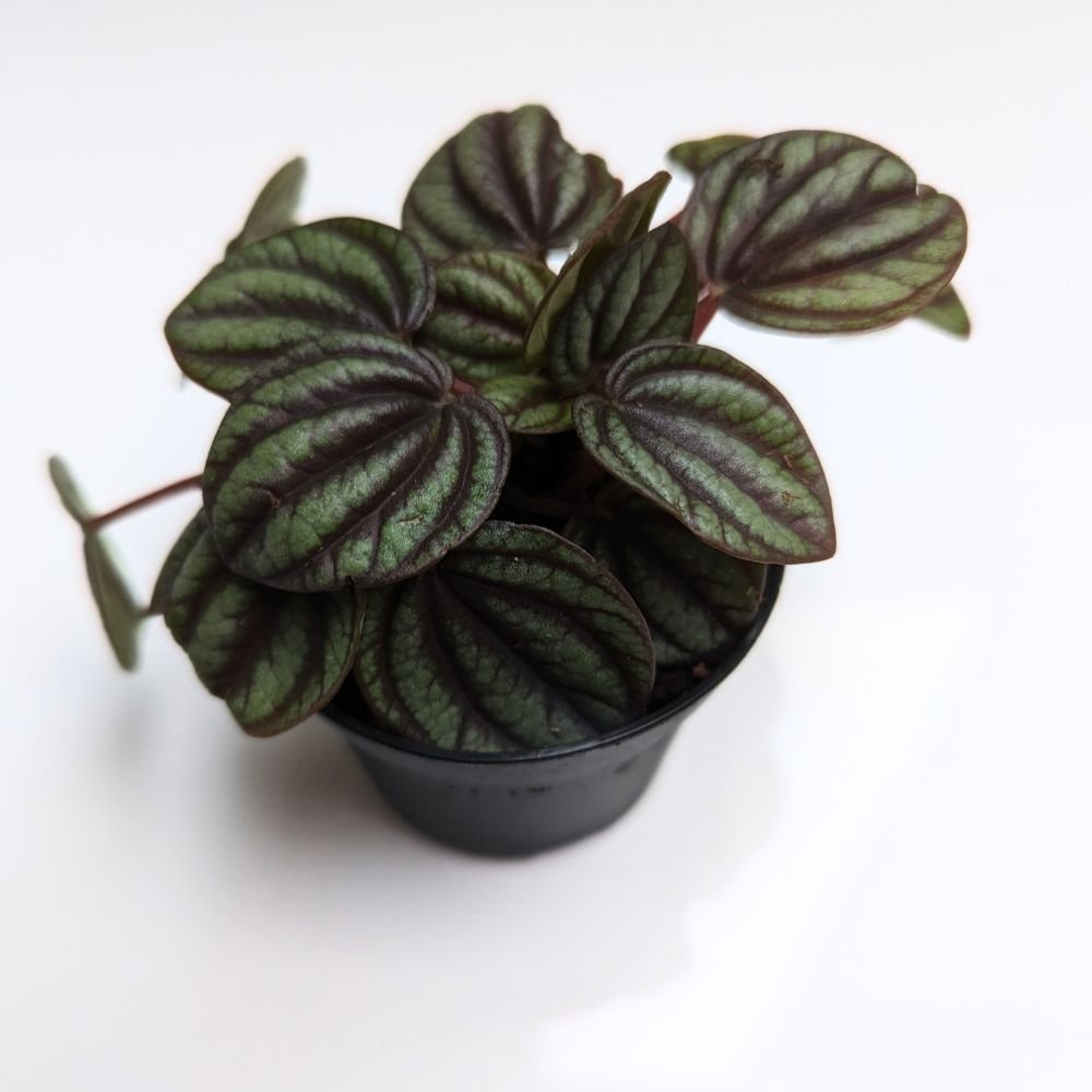 Peperomia 'Piccolo Banda' – Flower and Twig Nursery