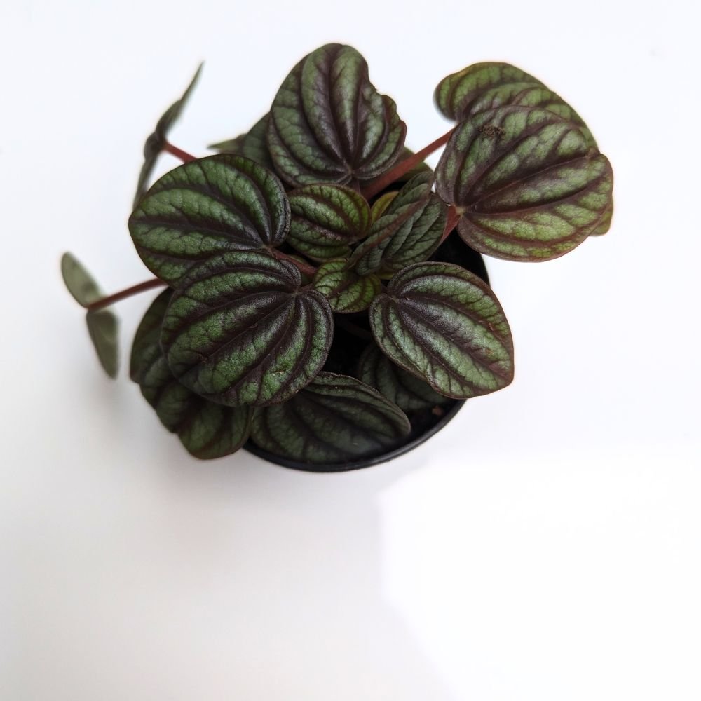 Peperomia 'Piccolo Banda' – Flower and Twig Nursery