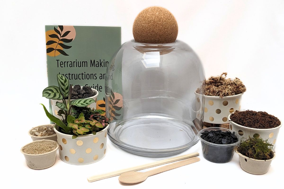 Rainforest Eden DIY Terrarium Kit – Flower and Twig Nursery