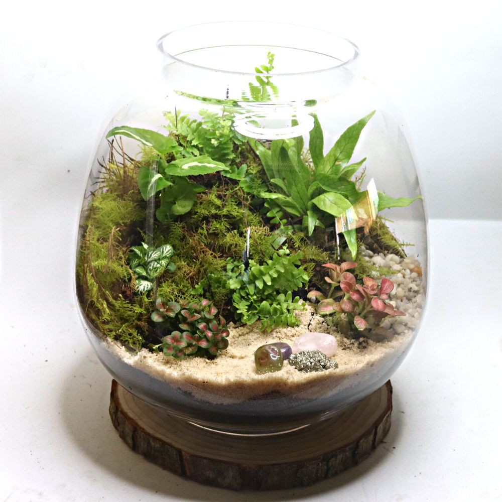 Rainforest Treasure DIY Terrarium Kit