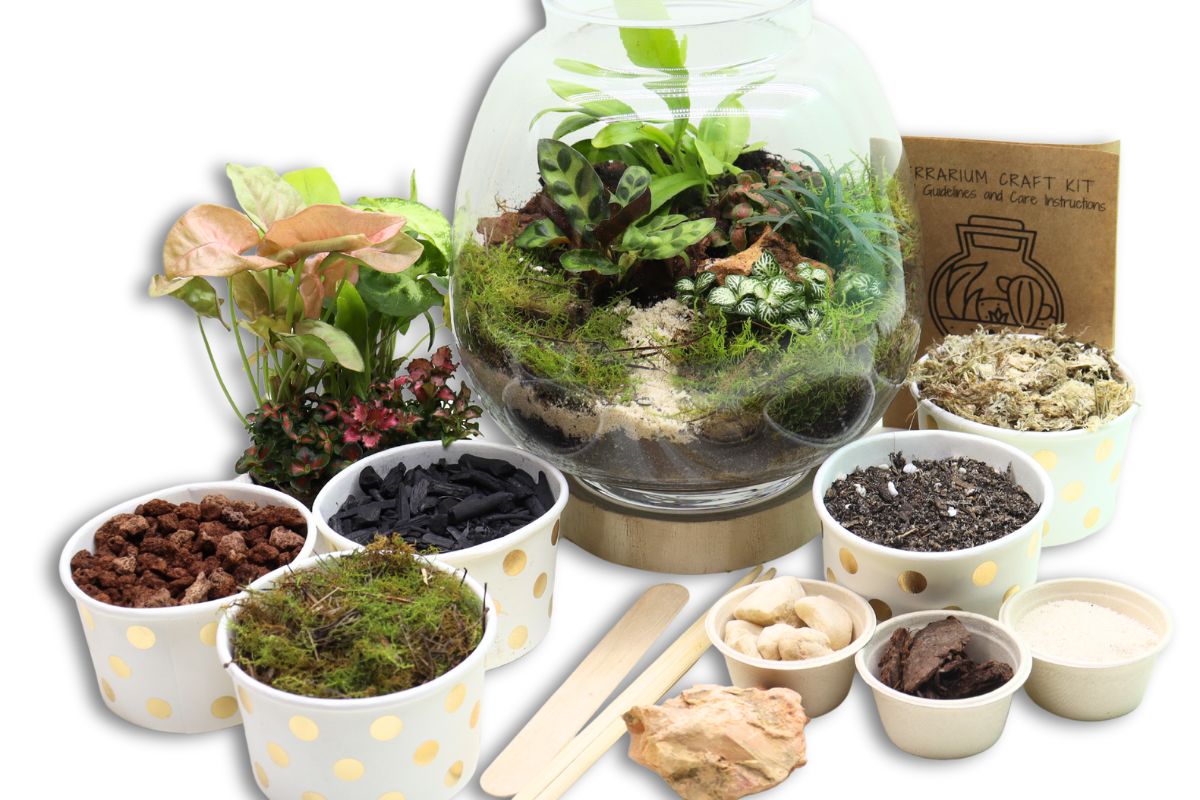 Rainforest Walk DIY Terrarium Kit | Small & Mini Rainforest Terrarium ...