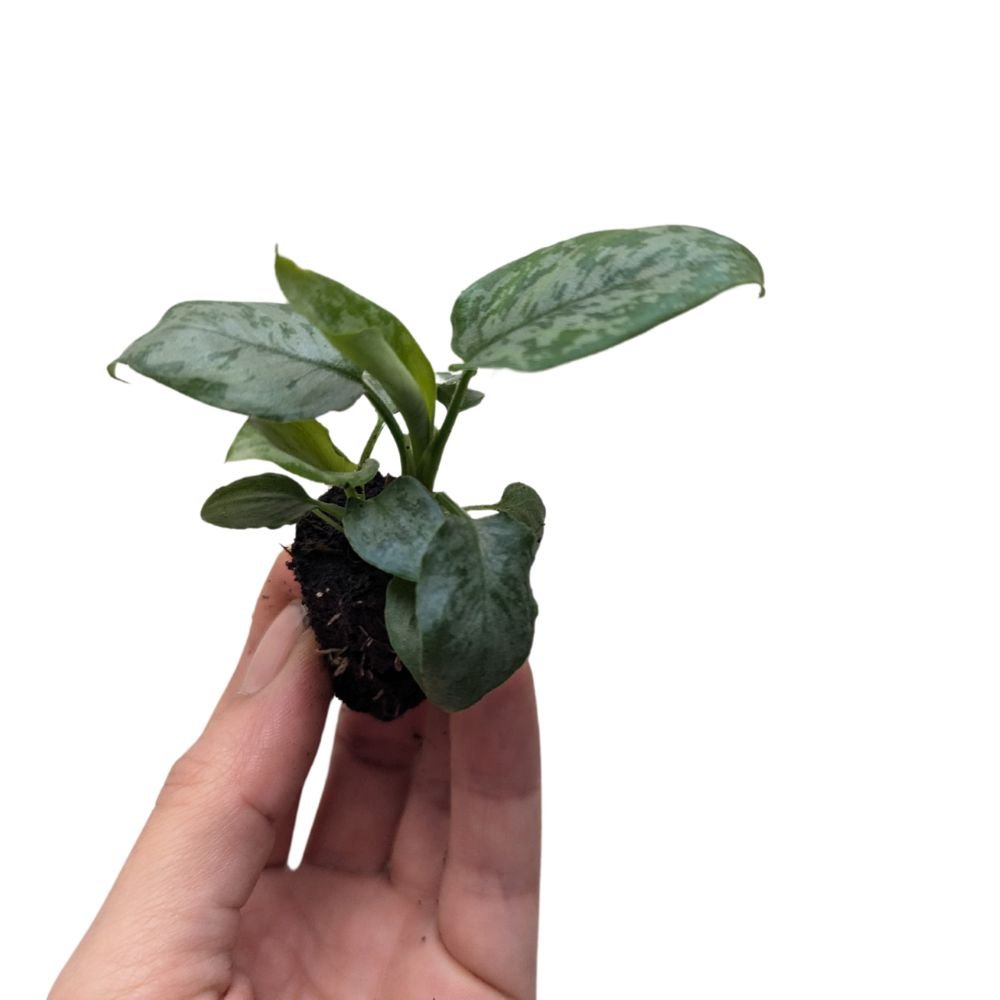 Schismatoglottis 'Spotty' – Flower and Twig Nursery