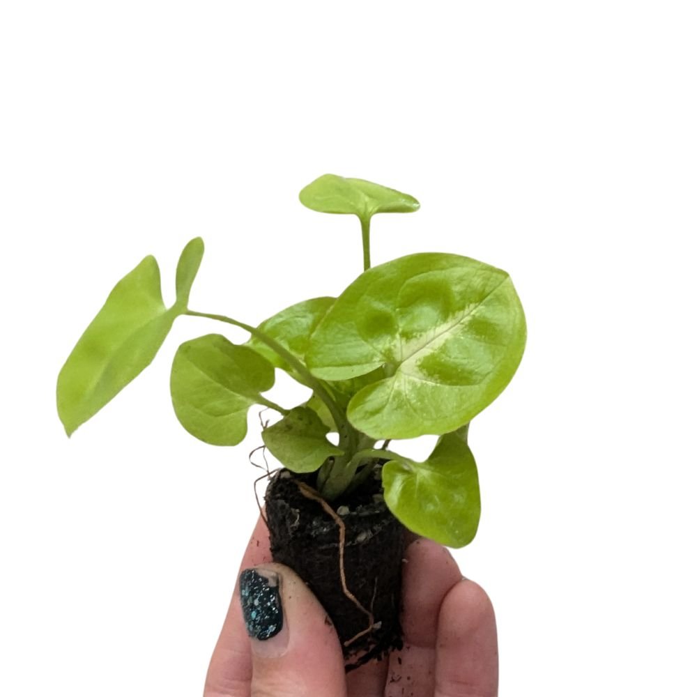 Syngonium 'Golden Allusion' – Flower and Twig Nursery