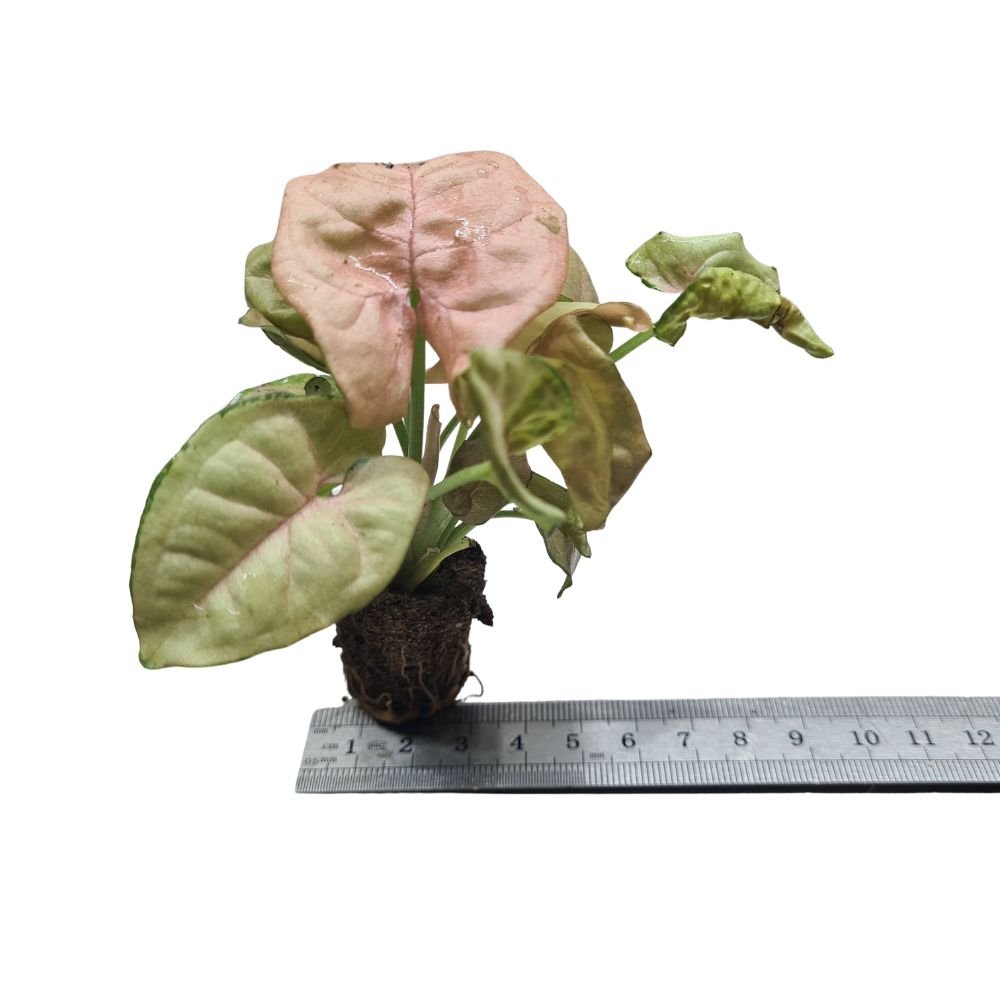 Syngonium Neon | Vibrant Pink Syngonium Plants Available Online