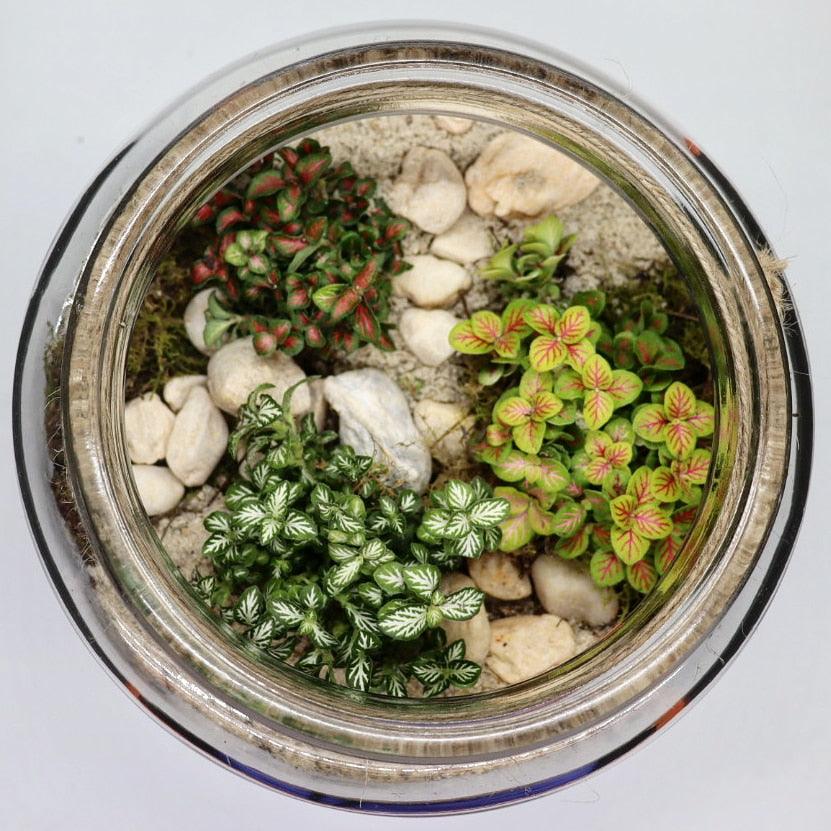 Tropical Jewel Jar DIY Terrarium Kit - 17cm – Flower and Twig Nursery